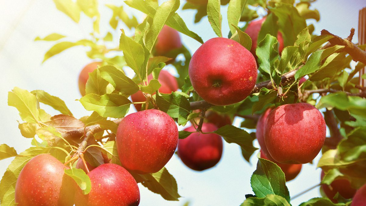 3 Steps to Start a Mini Backyard Orchard | Edify.
