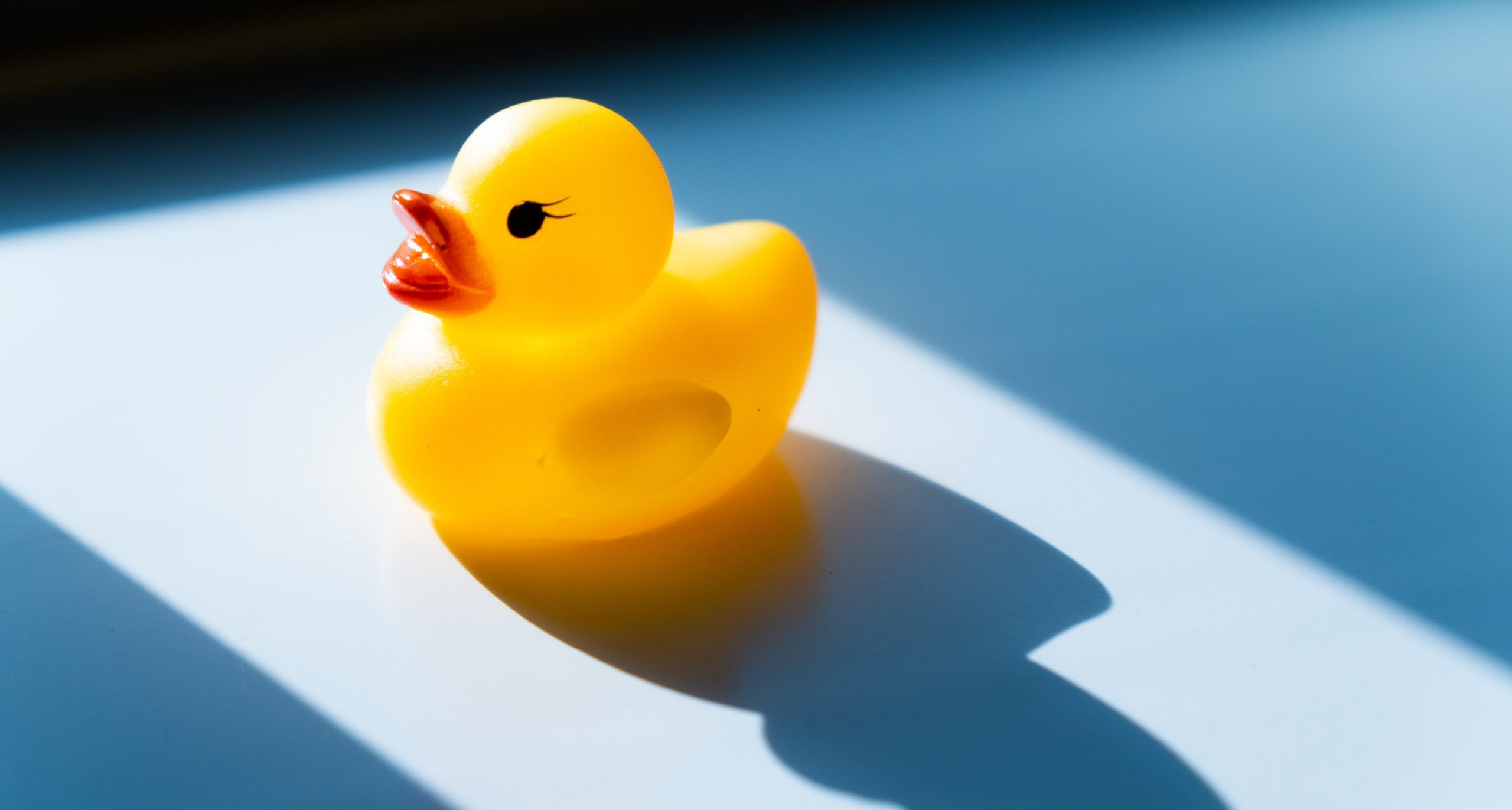 Duck, Duck, Democracy | Edify.