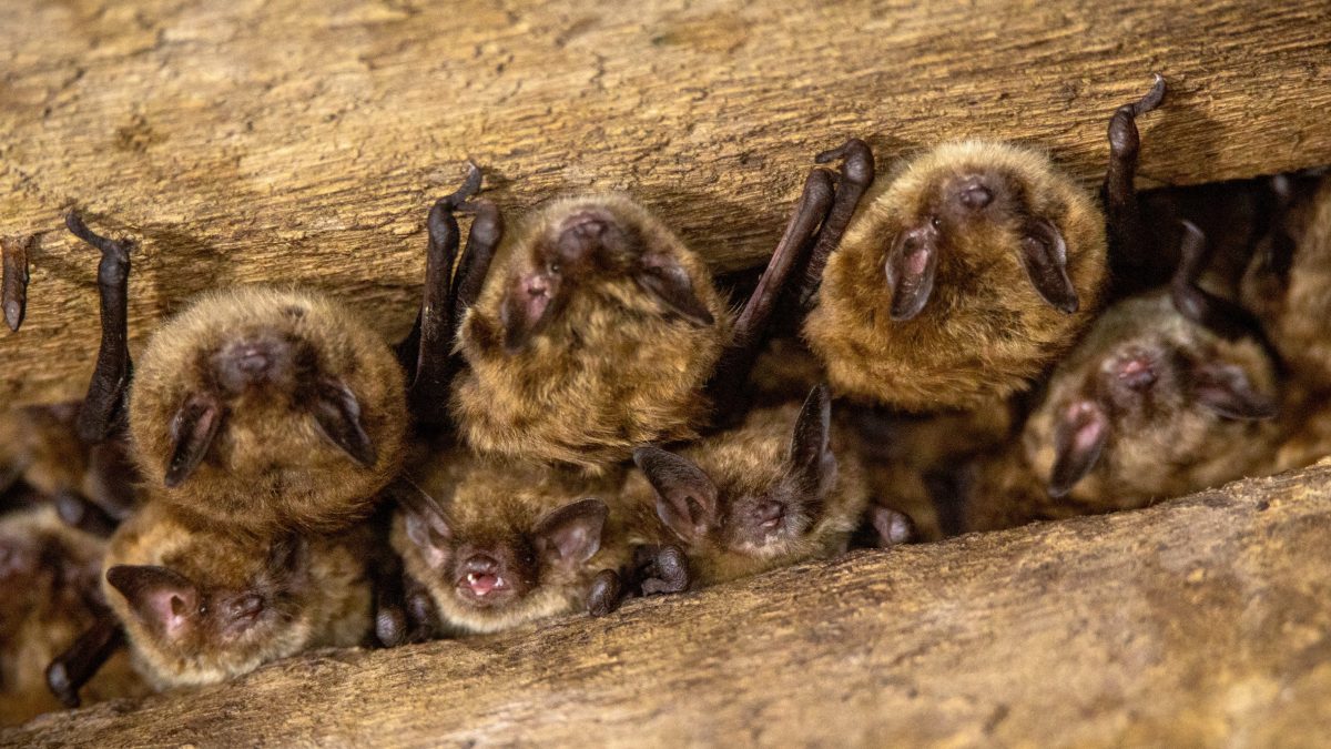 Bat-ter Up! | Edify.