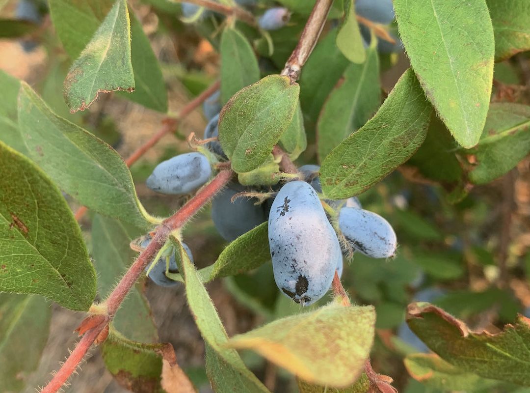 Top U-Picks Near Edmonton in 2024 | Edify.