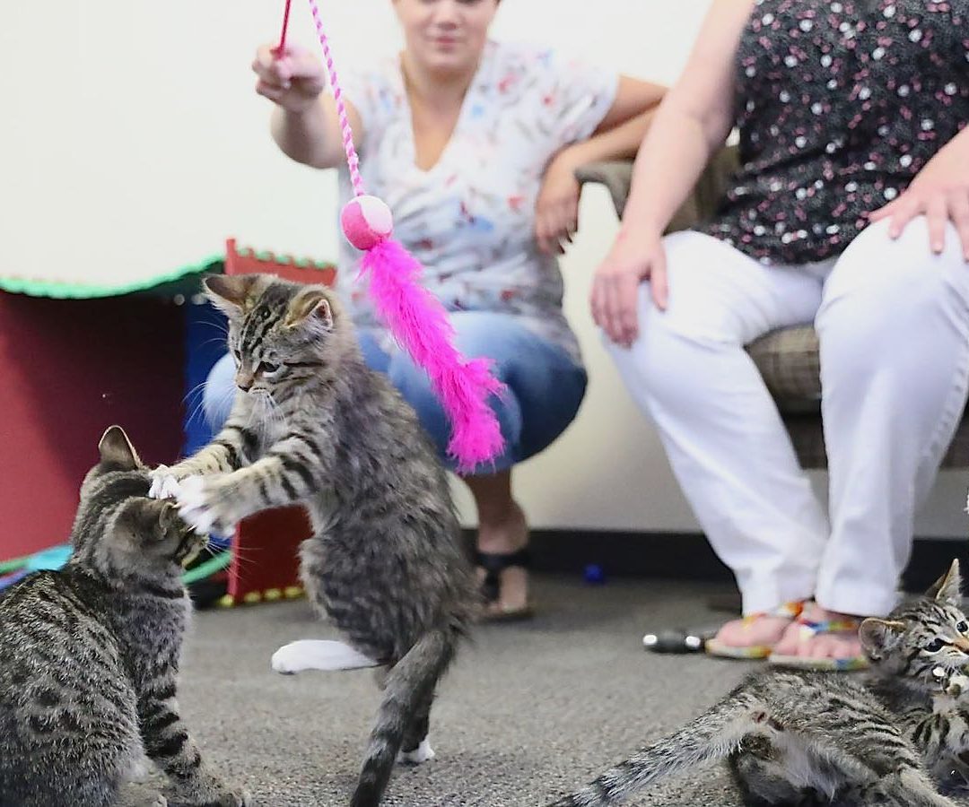 The Power of the Cat: Edmonton International Cat Festival | Edify.